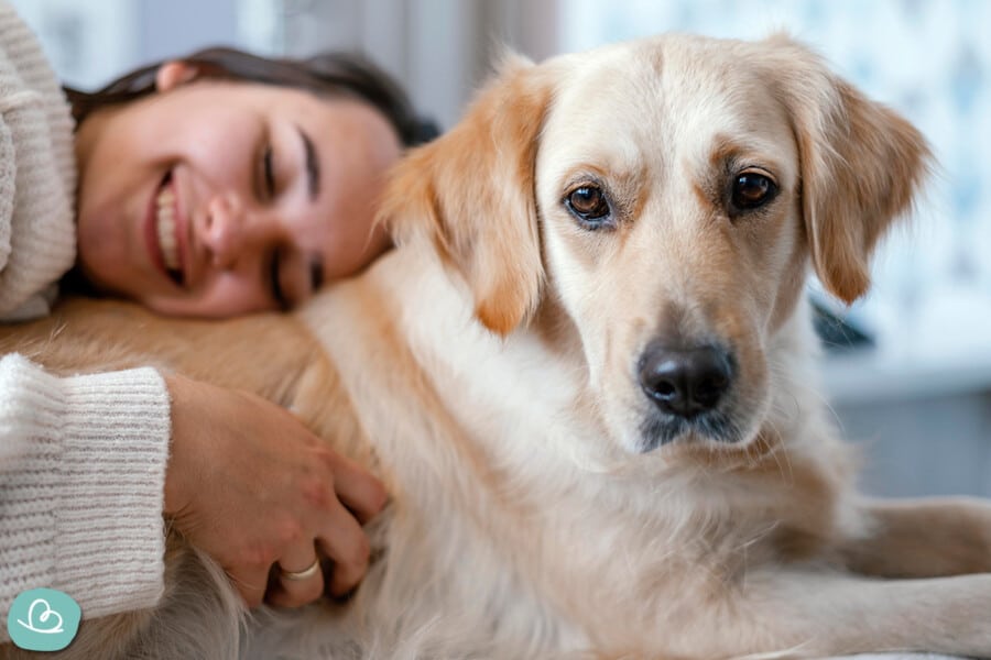 Haustier Zum Kuscheln Fr Berufsttige